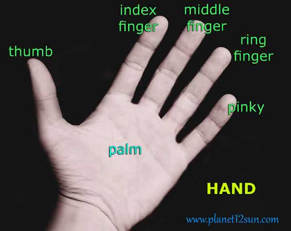 Fingers And Toes Fingers And Toes